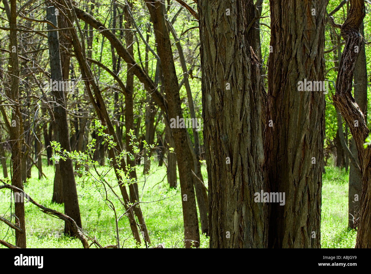 Young elm trees hi-res stock photography and images - Alamy