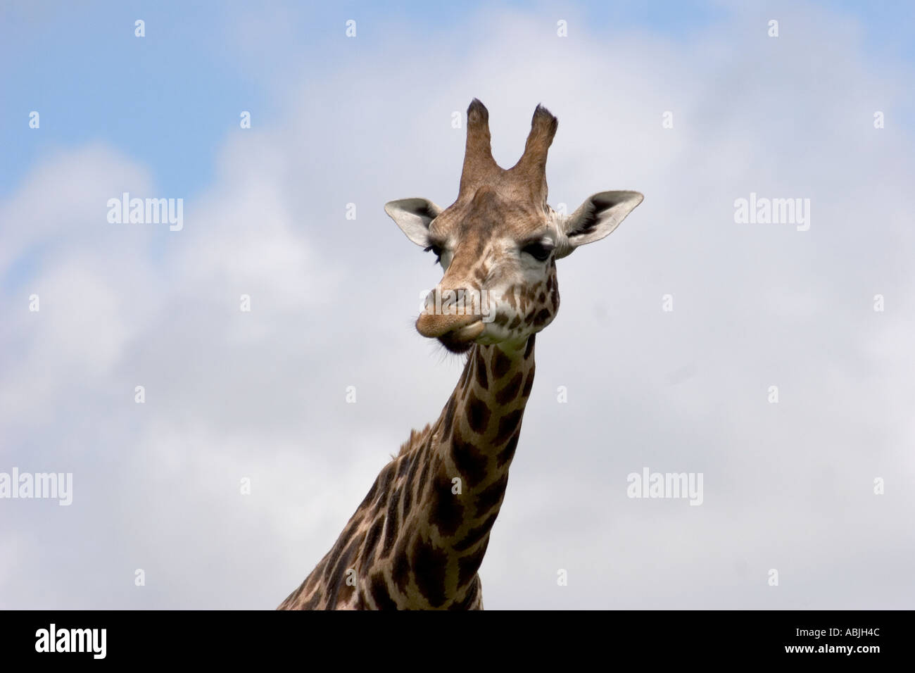 Visit fota hi-res stock photography and images - Alamy