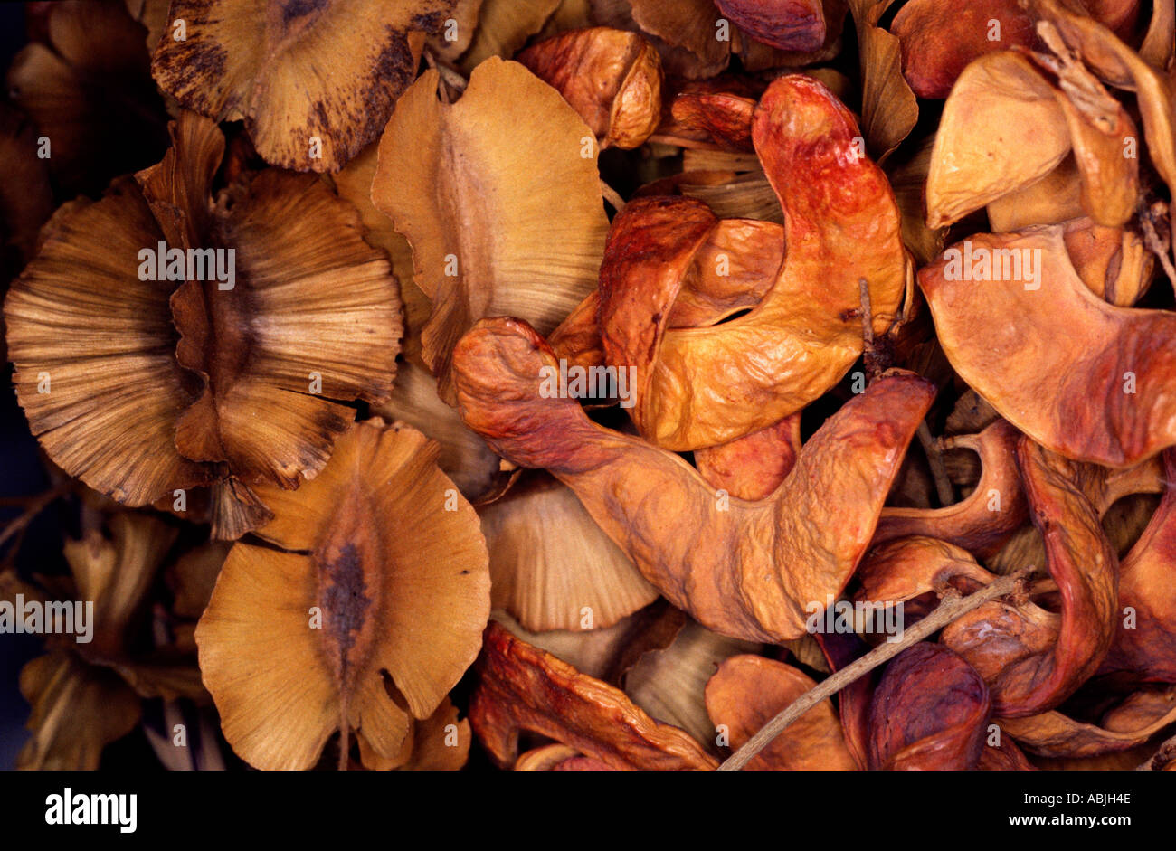 Combretum seed hi-res stock photography and images - Alamy