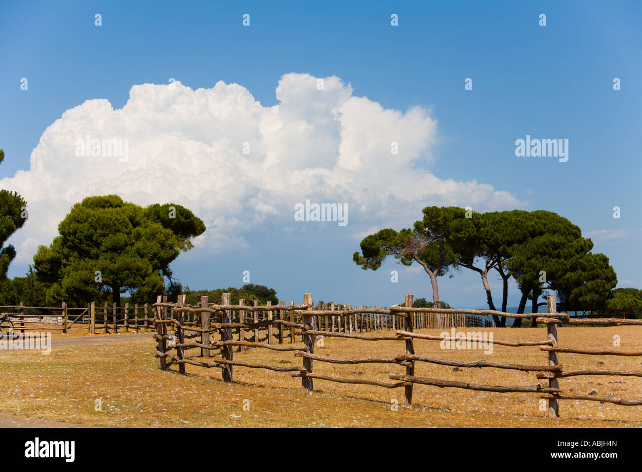 Safari site on Brioni islands, Veliki Brijun, Croatia Stock Photo - Alamy