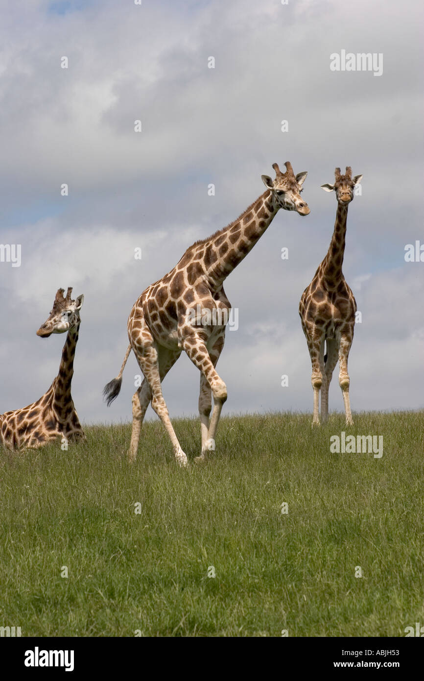 Giraffes Fota Wildlife Park Cork Ireland Stock Photo - Alamy
