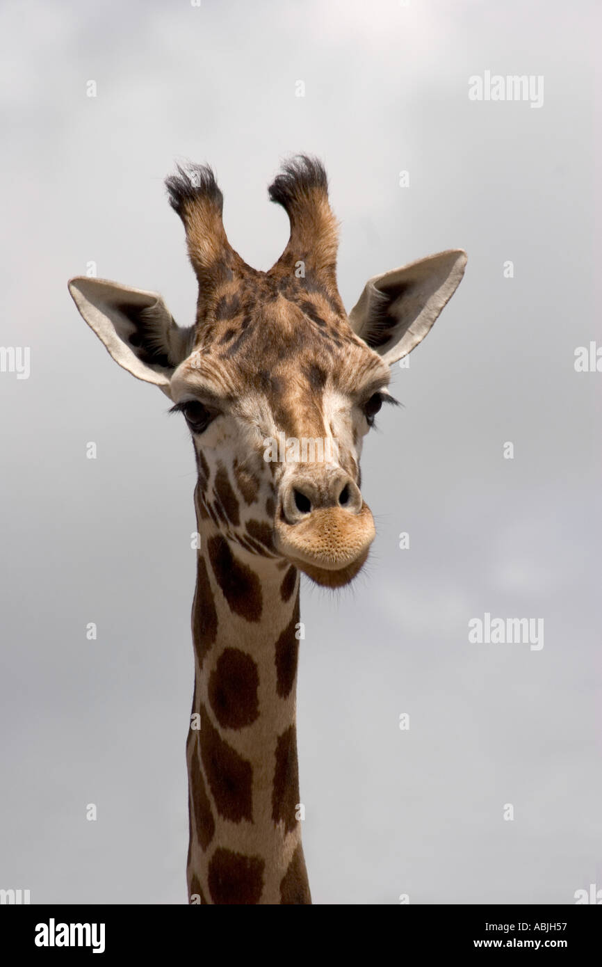 Giraffe Fota Wildlife Park Cork Ireland Stock Photo - Alamy
