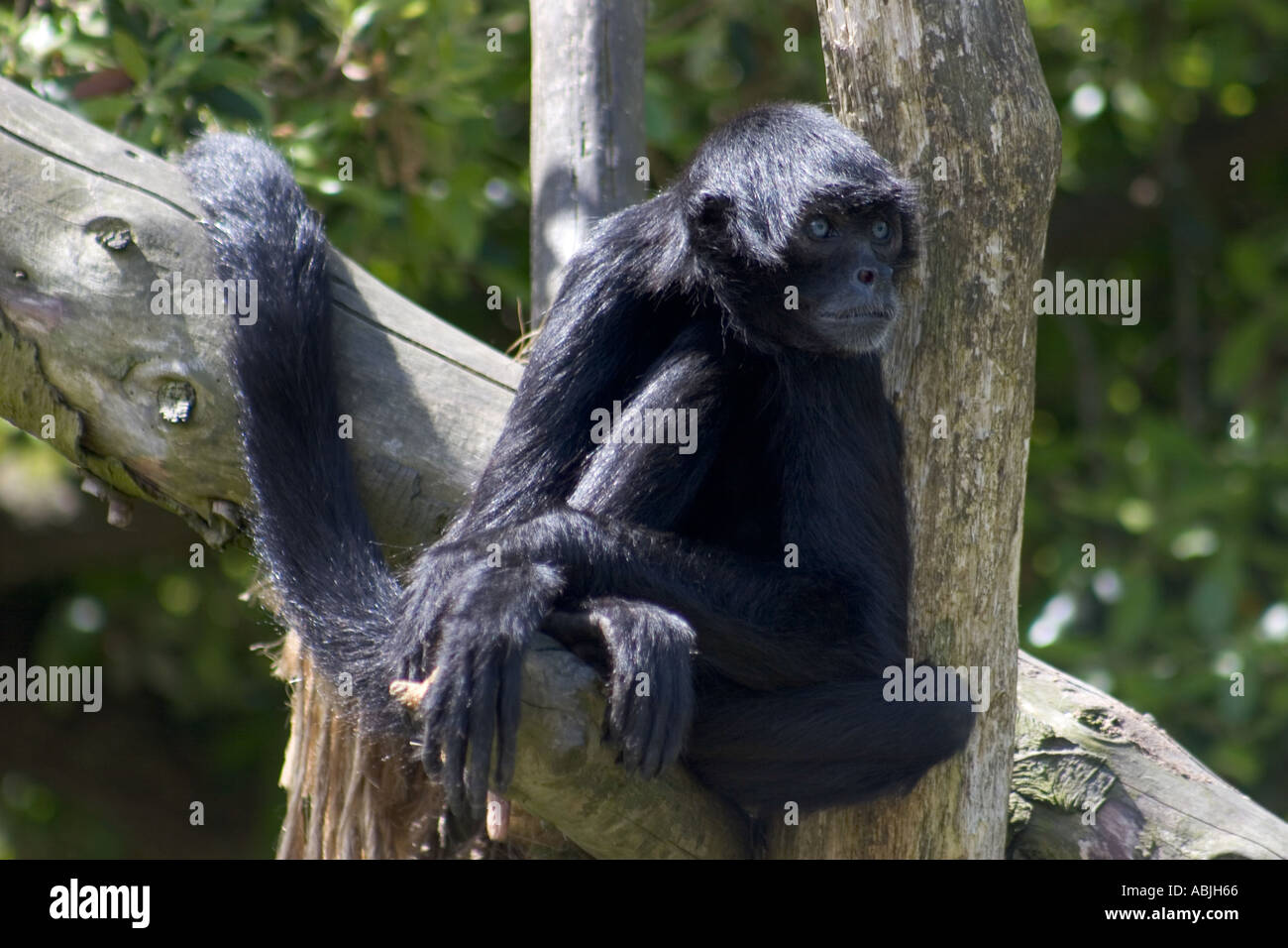 Monkey Fota Wildlife Park Cork Ireland Stock Photo - Alamy