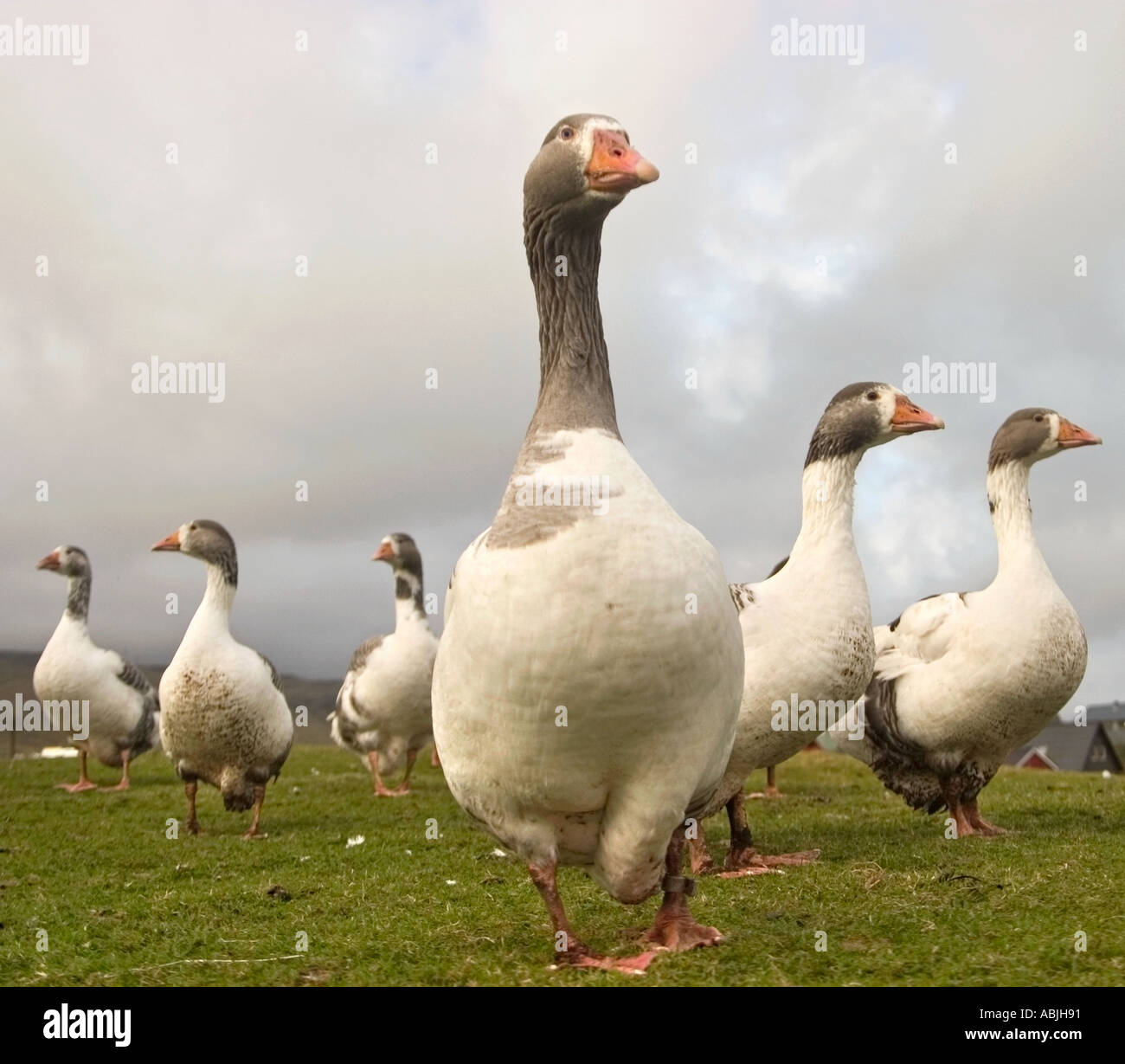 Nosy duck hi-res stock photography and images - Alamy
