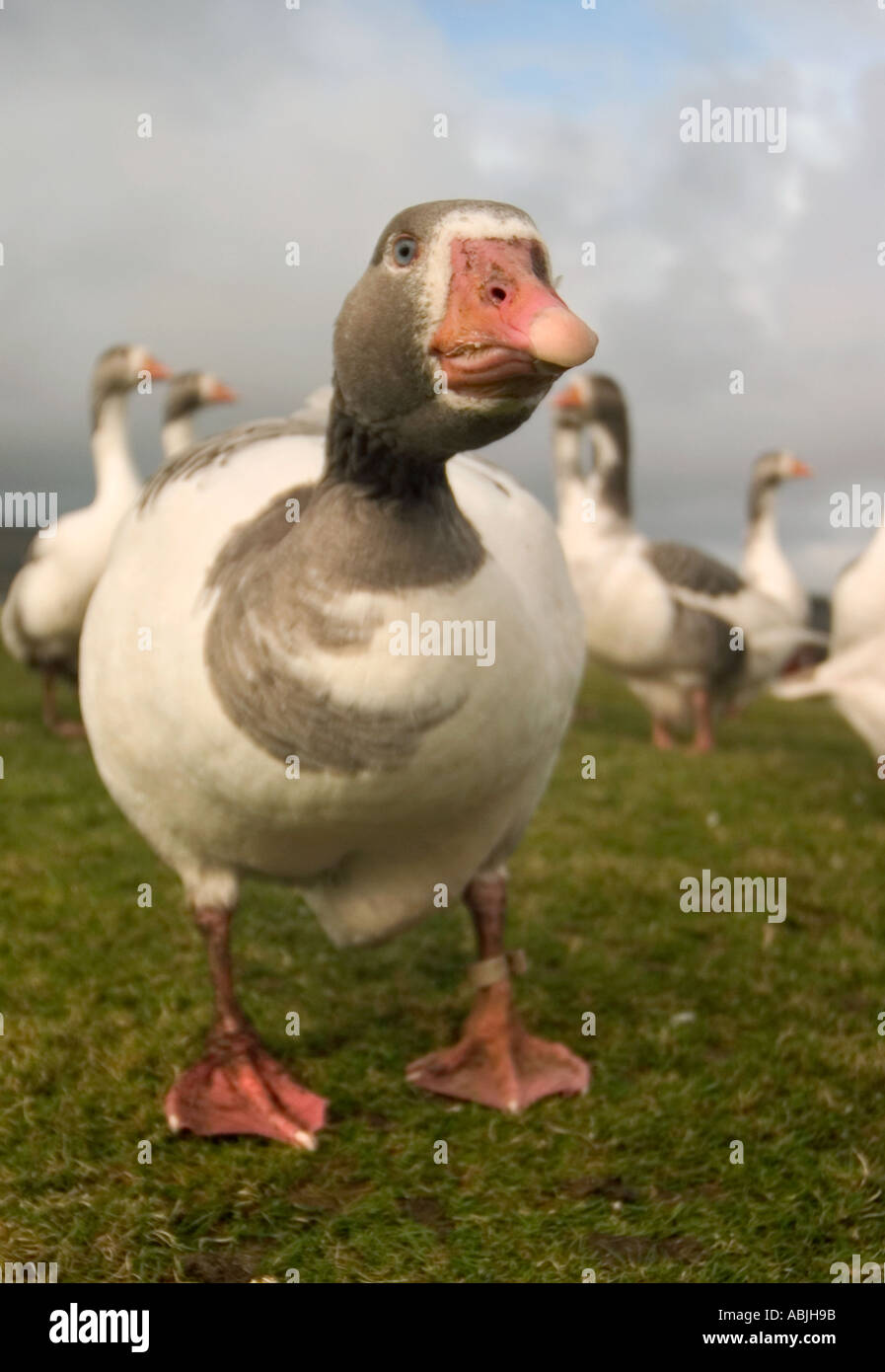 Nosy duck hi-res stock photography and images - Alamy