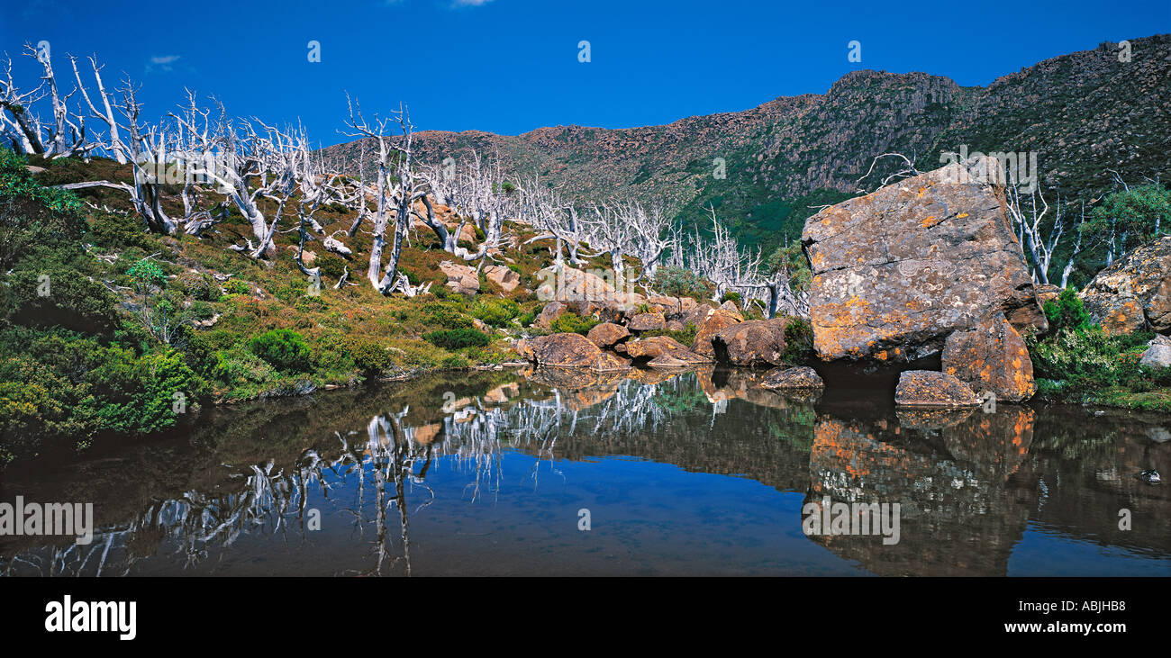 Dead gum trees by Tarn Shelf Mount Field National Park Tasmania ...