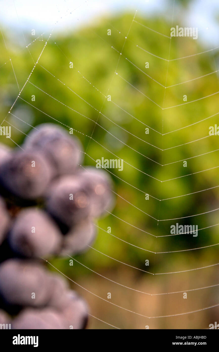 grapes spider web Stock Photo - Alamy
