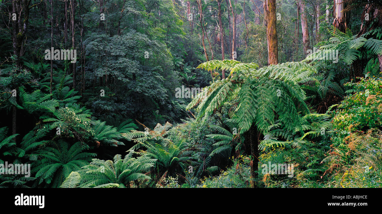 Bulga national park hi-res stock photography and images - Alamy
