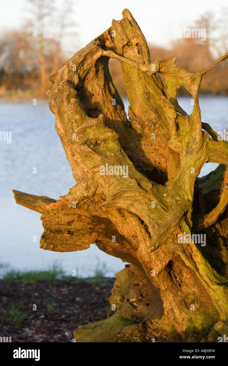 Gnarled old tree stump beside a flooded field. Dorset. Southern England ...