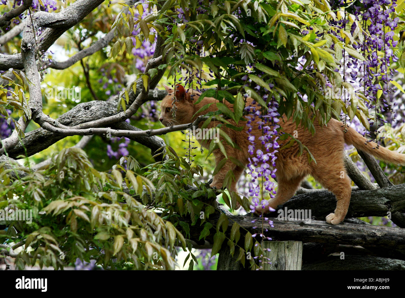A cat prowling on top of a garden arbor through a maze of hanging ...