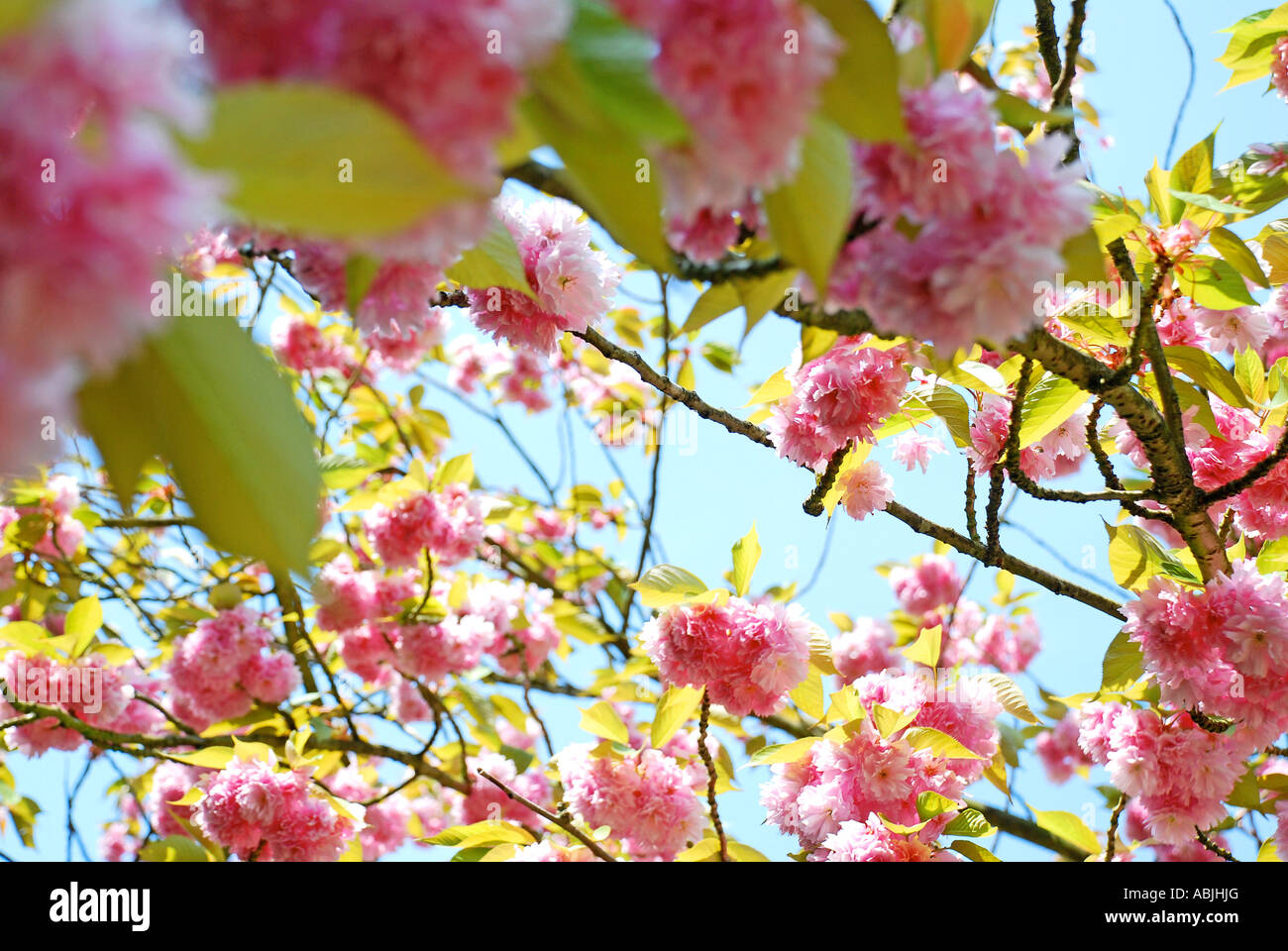 Cherry Blossom tree / branches. Picture by Paddy McGuinness ...