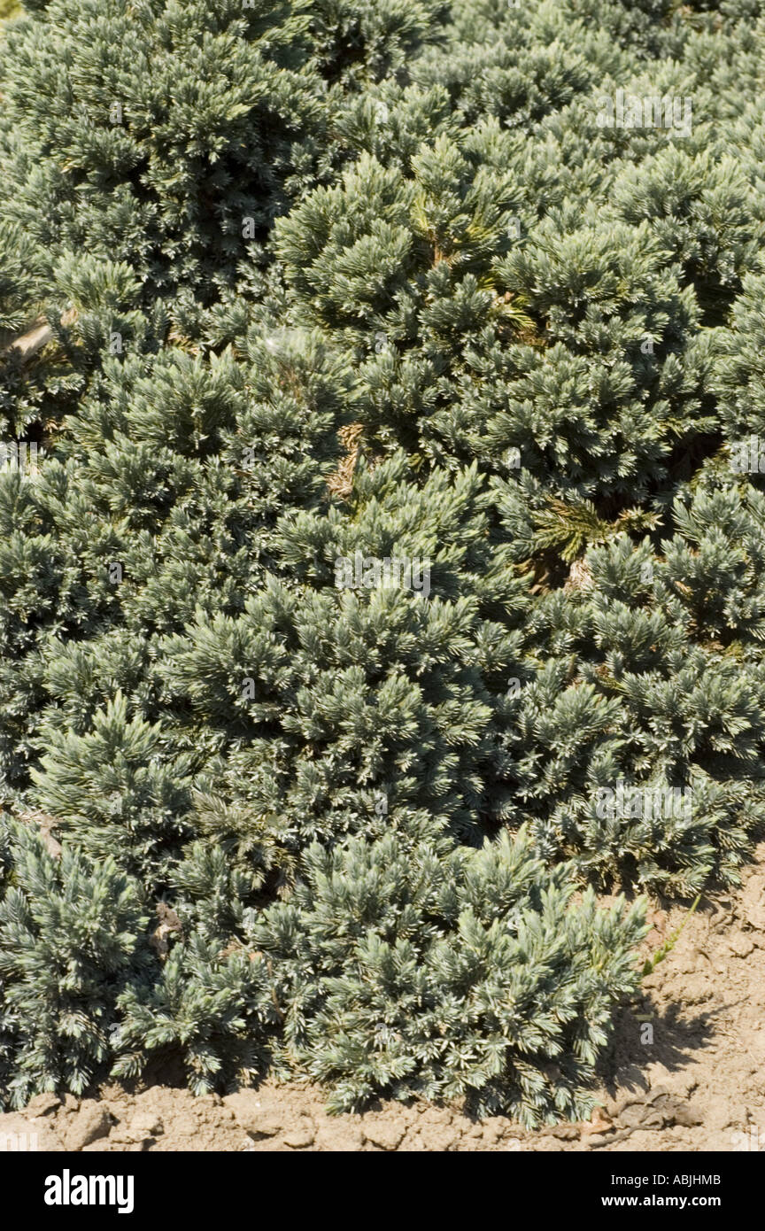 In the garden border hi-res stock photography and images - Alamy