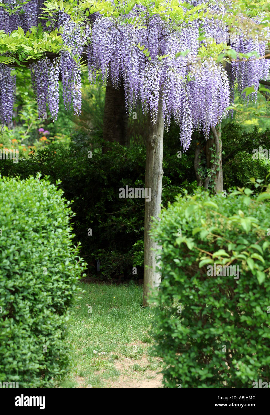 A break in a hedge row to a seclude arbor draped with blue wisteria ...