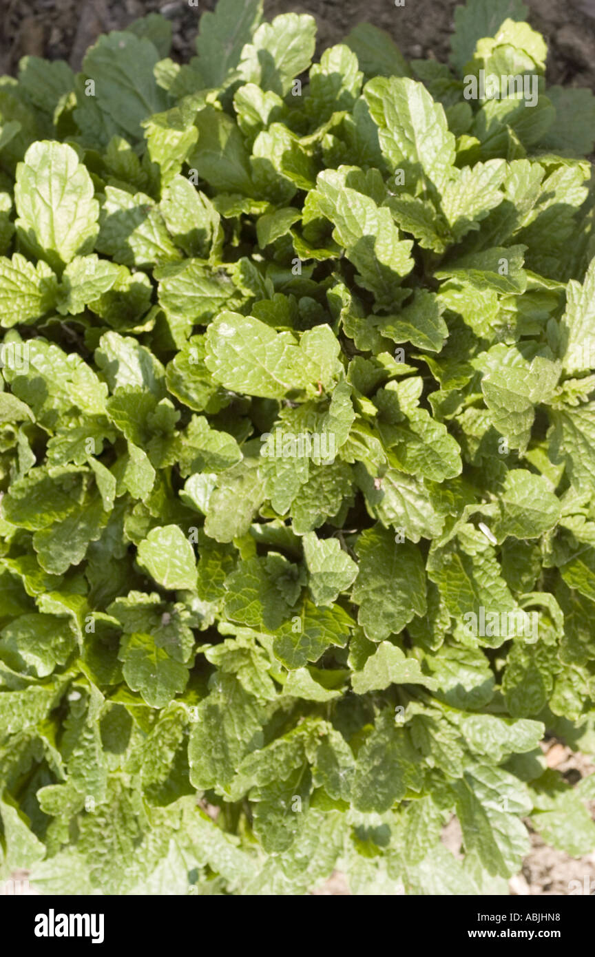 Common VERVAIN Medicinal plant Verbenaceae Verbena officinalis Europe ...