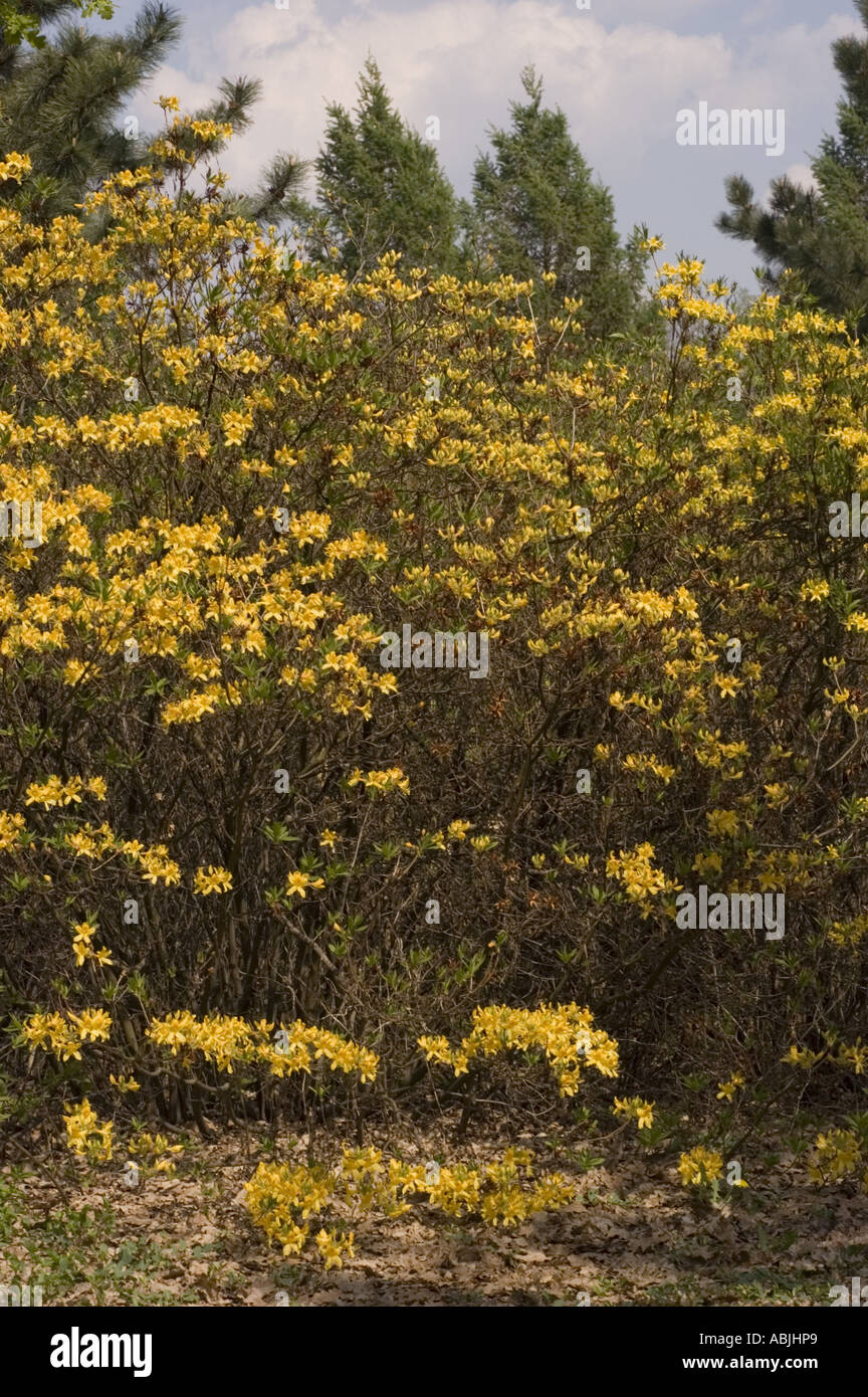 Yellow flowers of Oregon grape medicinal plant for psoriasis ...