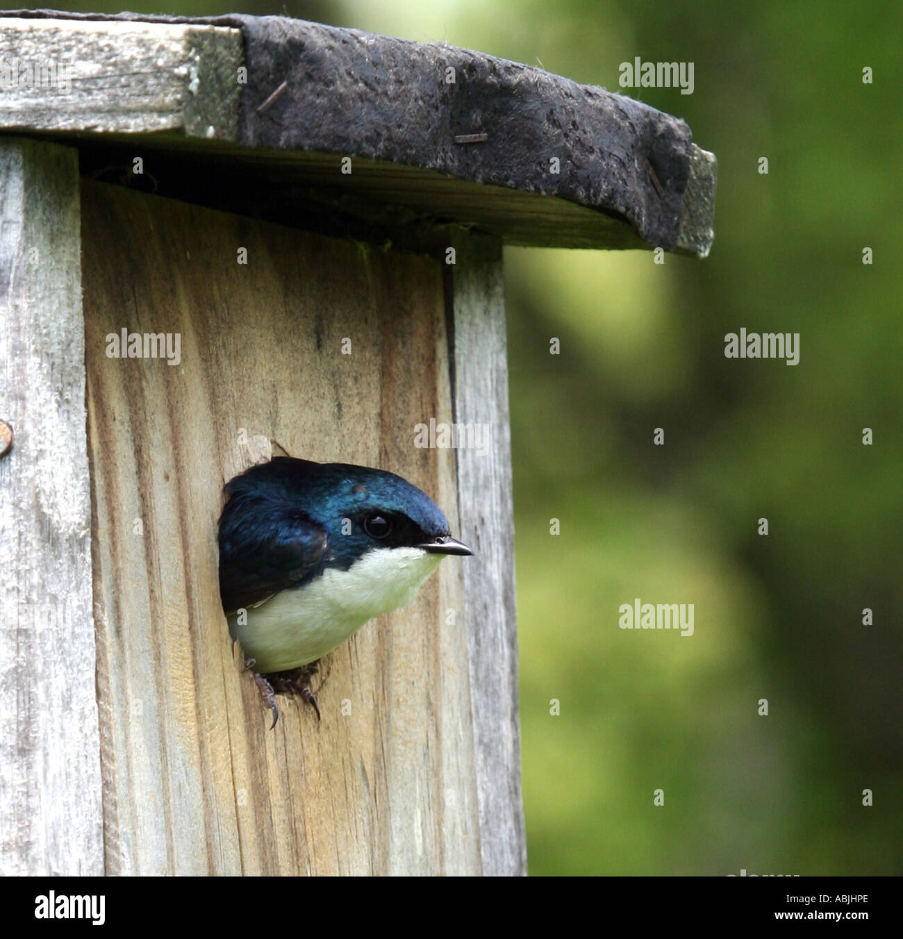 A North American Tree Swallow sitting at the entrance to his birdhouse ...