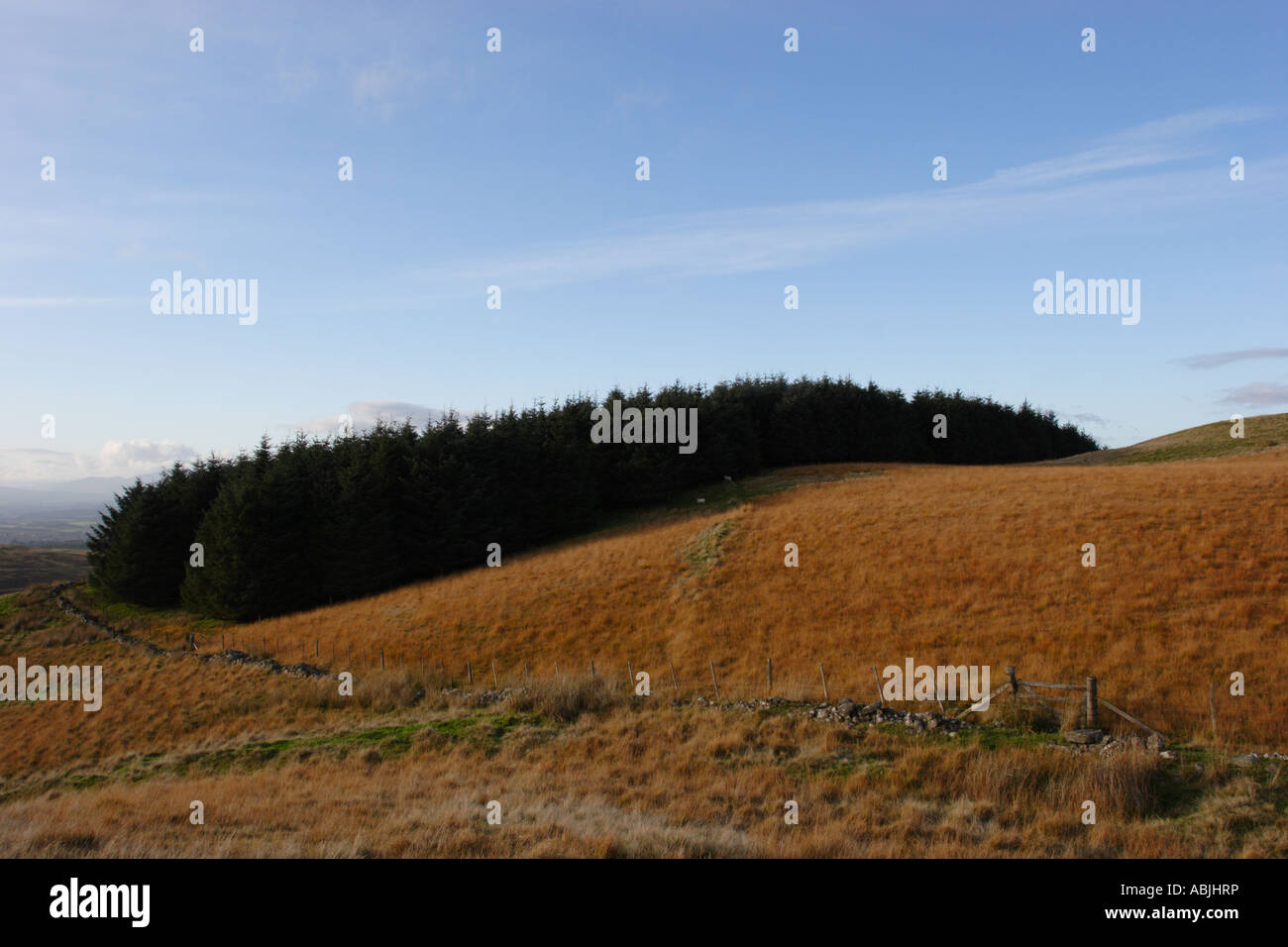 Conifer plantation on the shoulder of Loss Hill in the Ochil Hills ...
