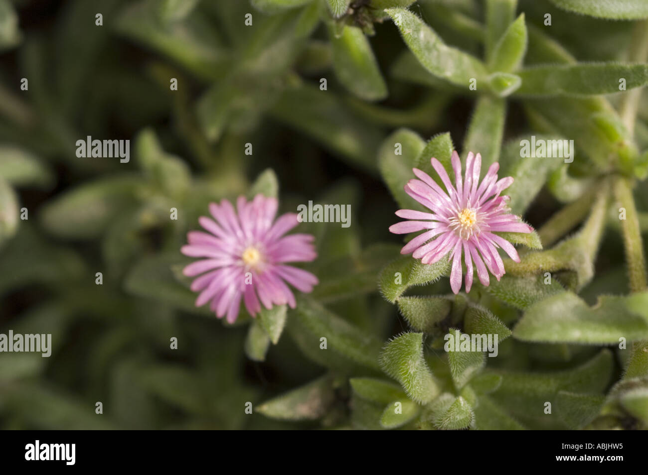 Aizoaceae Delosperma lehmanii South Africa Stock Photo - Alamy