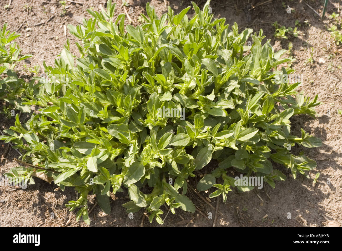 Spiny Restharrow medicinal plant Fabaceae Ononis Spinosa Europe Asia ...