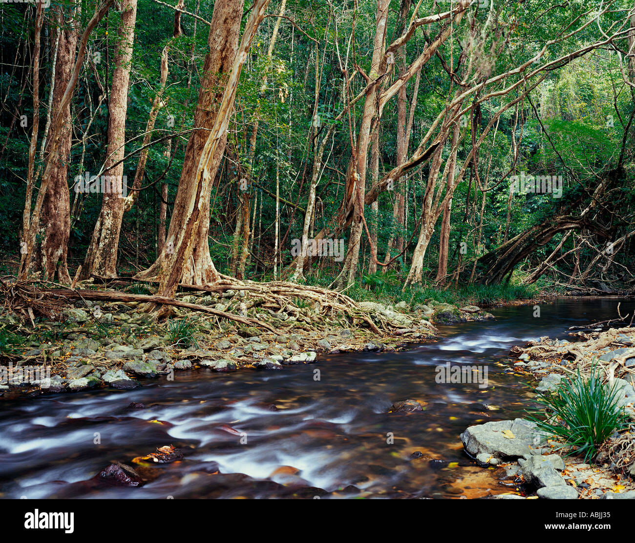 Granite Creek Daintree northern Queensland Australia Stock Photo - Alamy