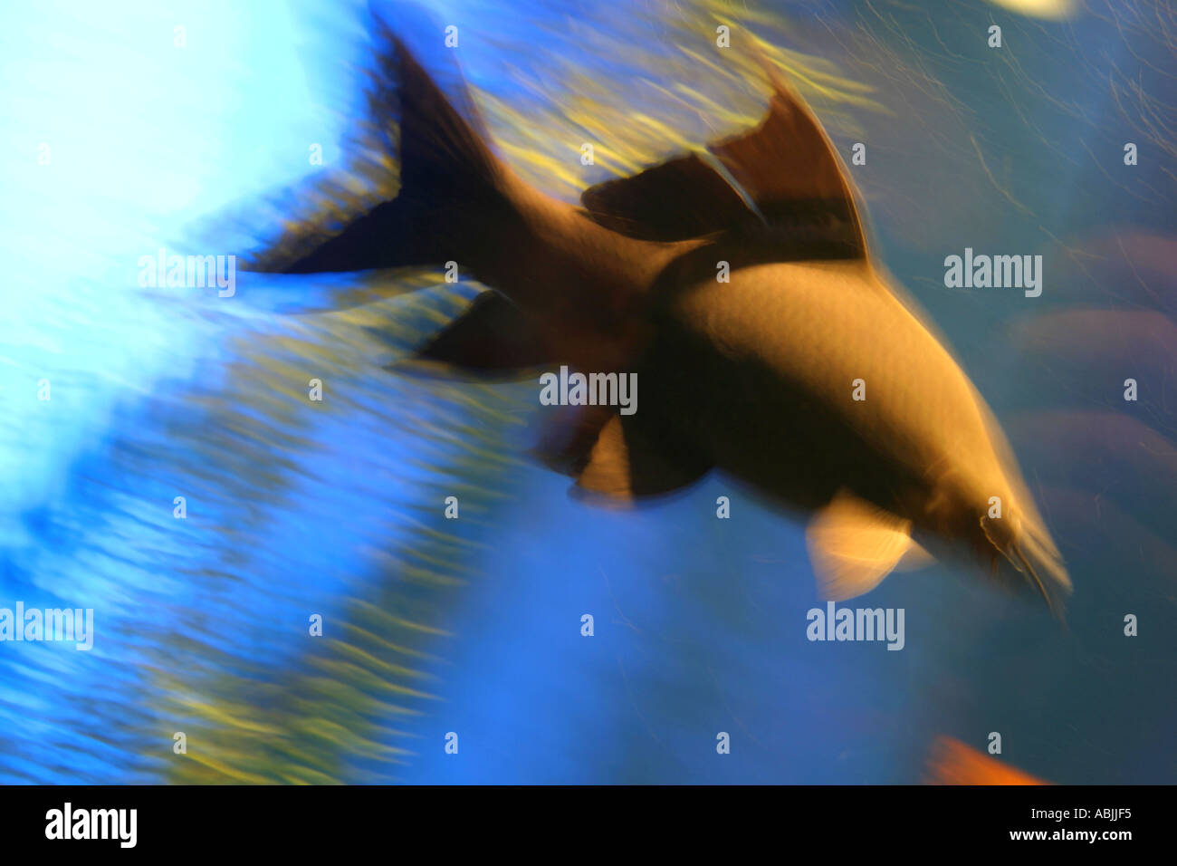 Fishy foods hi-res stock photography and images - Alamy