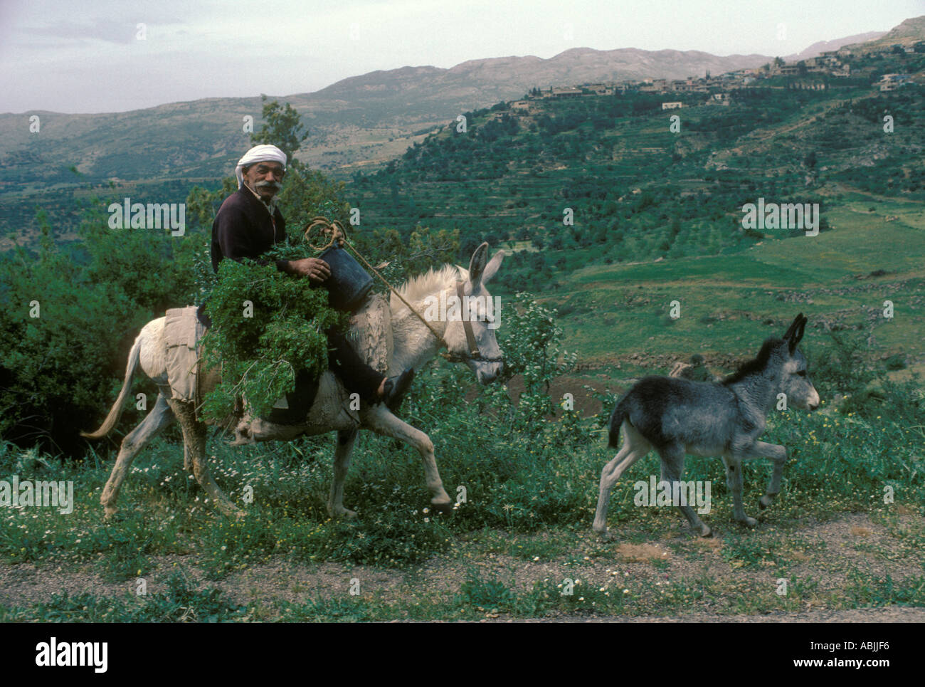 Syrian Druze farmer riding donkey Mas'ade, Golan Heights. Old Druze ...