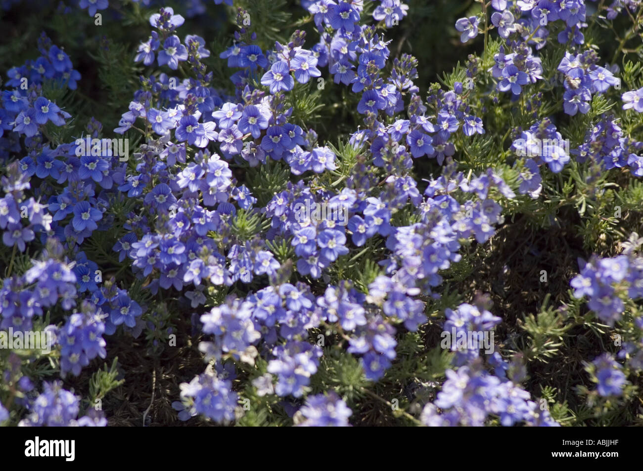 Carpet of blue flowers hi-res stock photography and images - Alamy