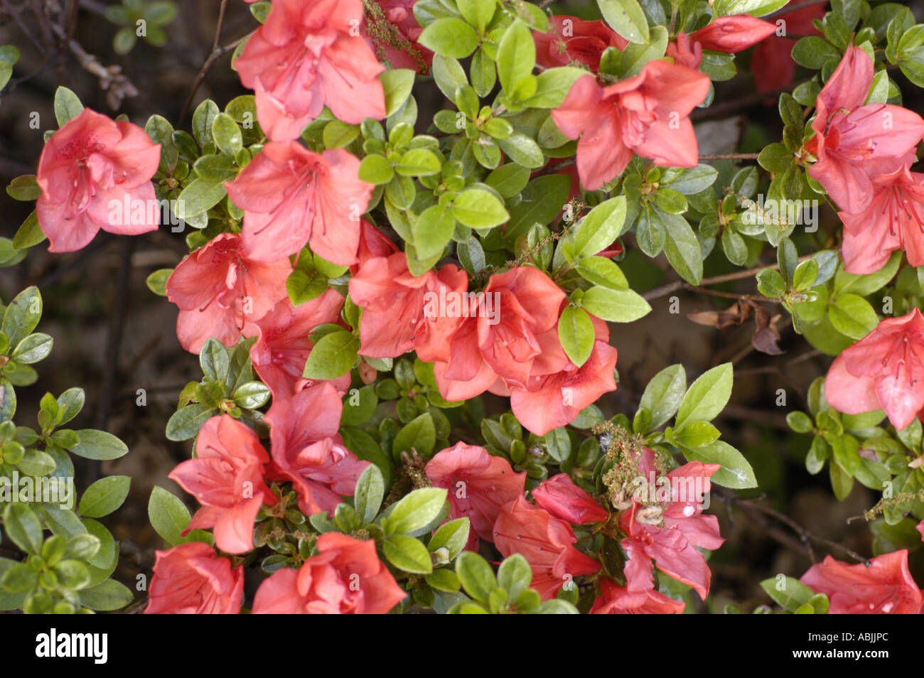 Pale red azalea rhododendron Stock Photo - Alamy