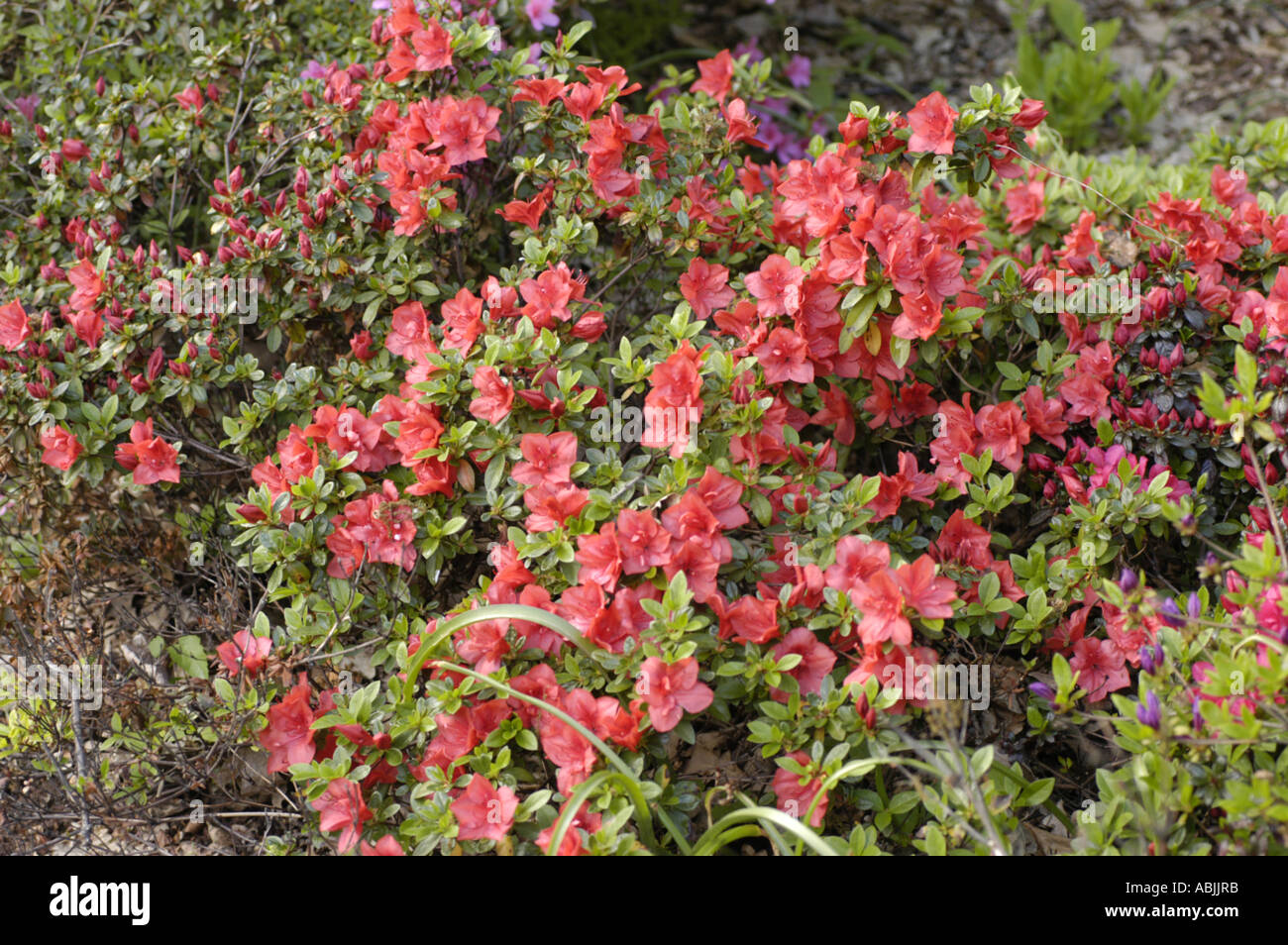 Pale red azalea rhododendron Stock Photo - Alamy