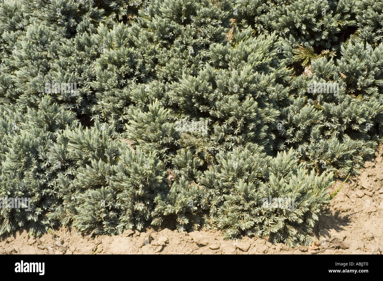 Small coniferous bush in the garden border Stock Photo - Alamy