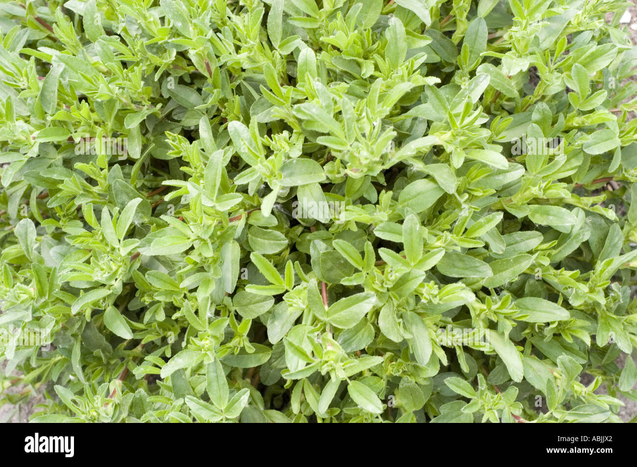 Spiny Restharrow medicinal plant Fabaceae Ononis Spinosa Europe Asia ...