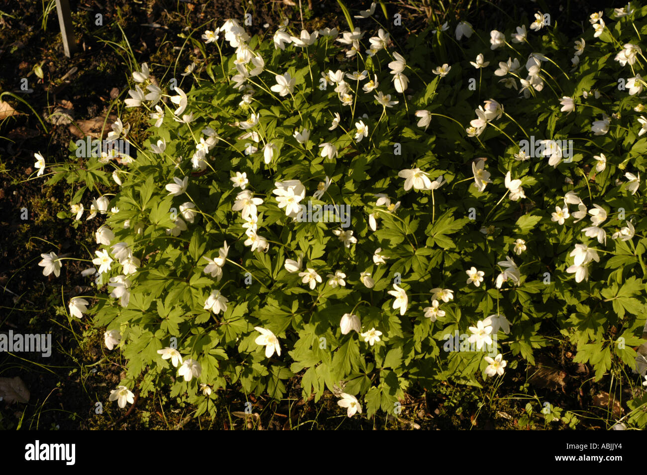 May Lily Liliaceae Maianthemum bifolium Stock Photo - Alamy