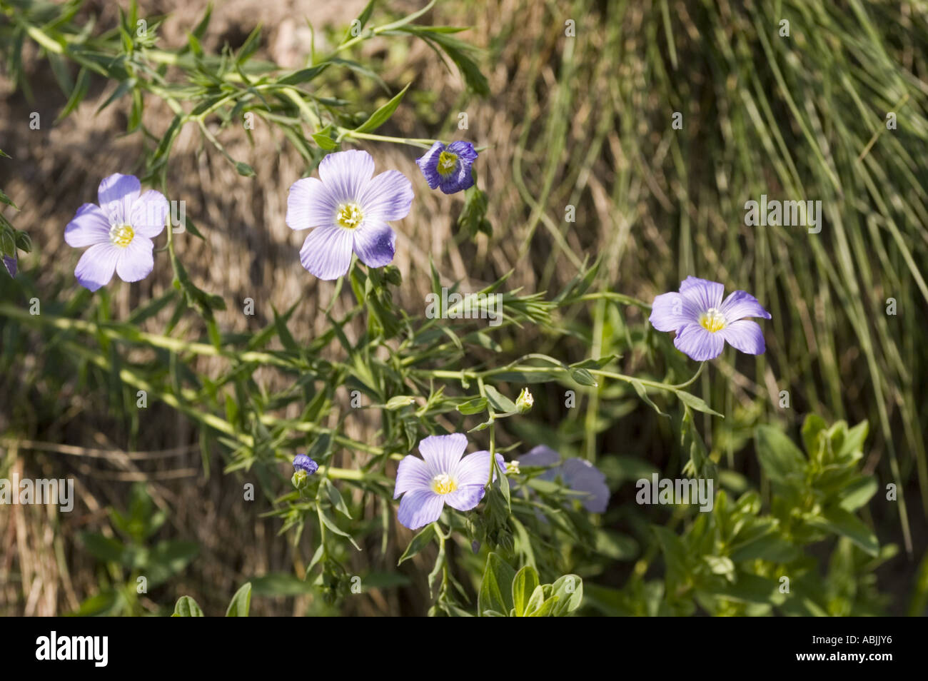 Light blue flowers of Linaceae Linum extraaxilare or Linum perenne ssp ...