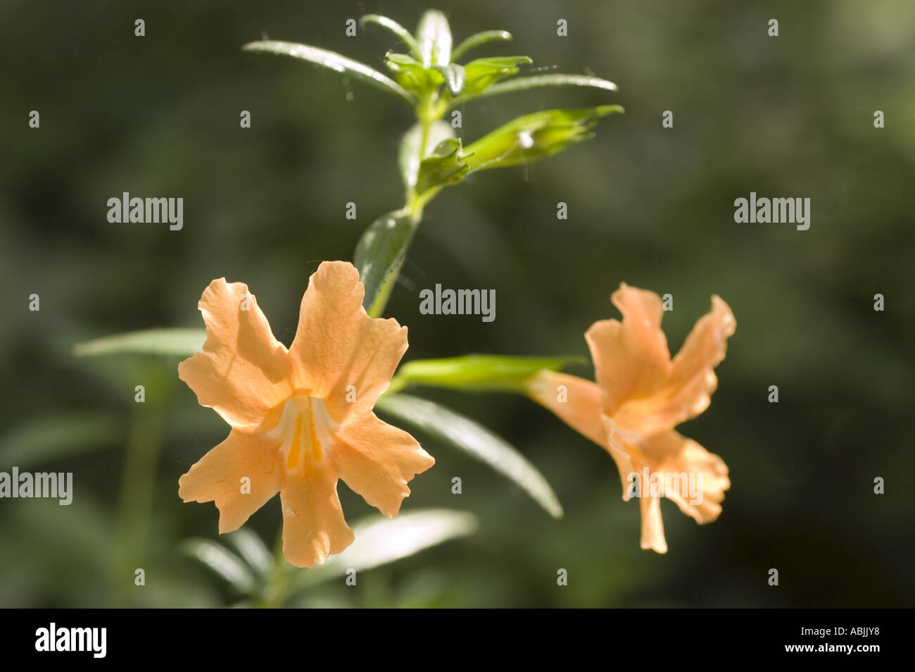 Orange flowers of Scrophulariaceae Mimulus aurantiacus Stock Photo - Alamy