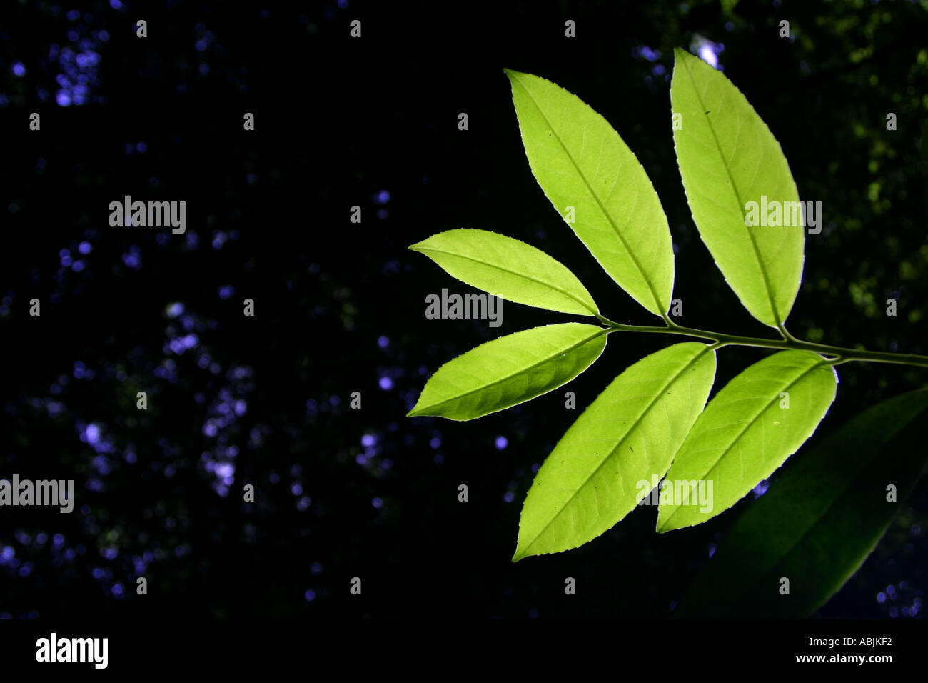 A branch on a Laurel tree Stock Photo - Alamy