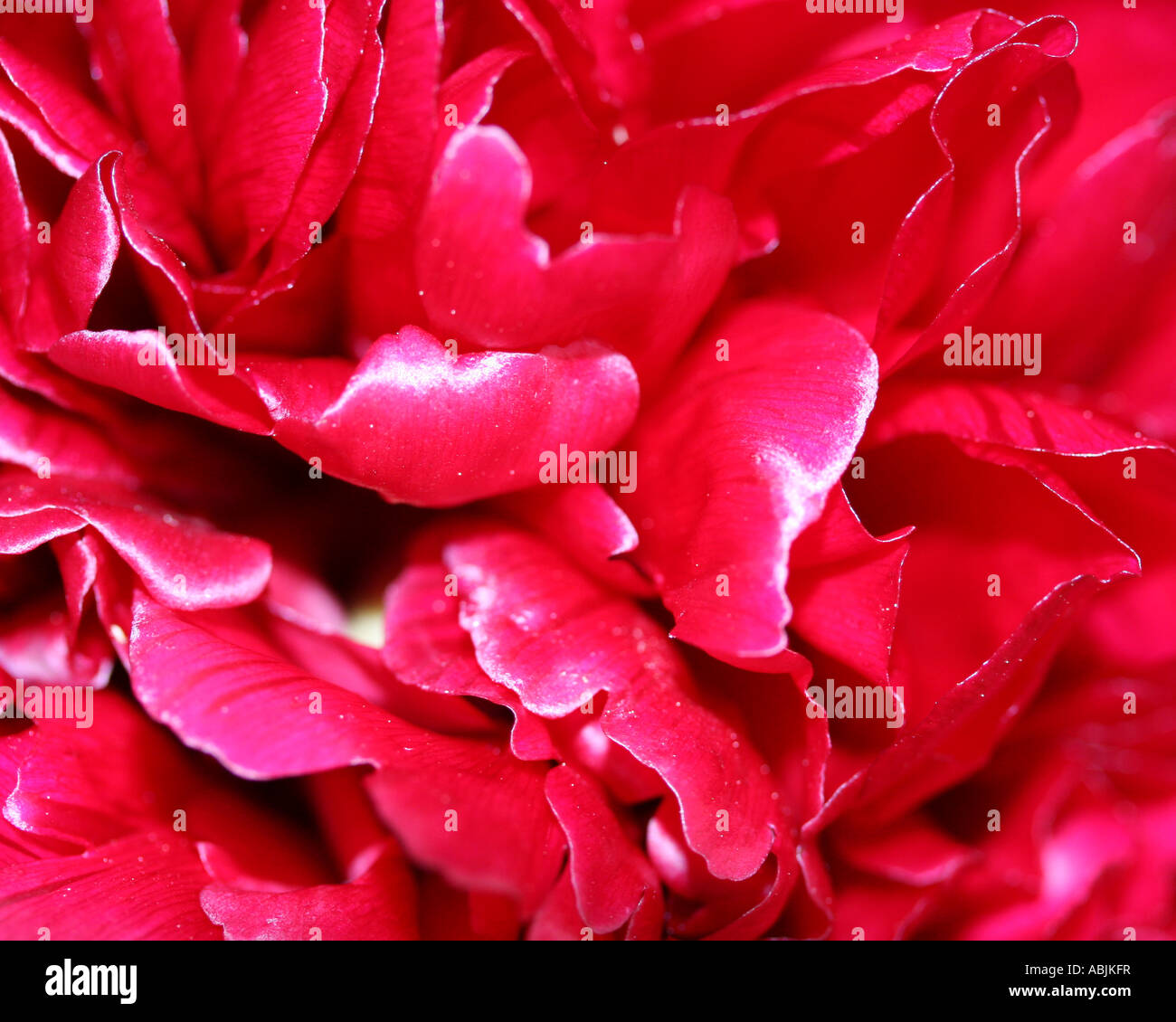 Close-up of a peony flower Stock Photo - Alamy