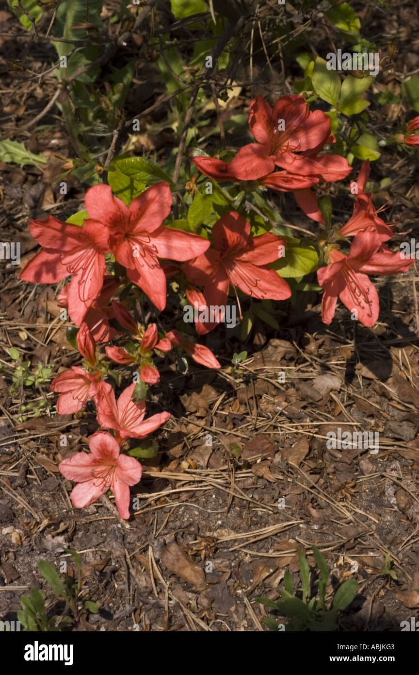 Kaempferi azalea hi-res stock photography and images - Alamy