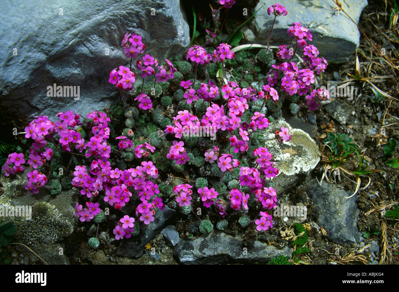 Androcace hi-res stock photography and images - Alamy