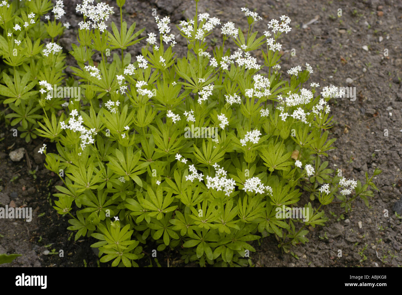 Asperula Odorata Galium Odoratum High Resolution Stock Photography and ...