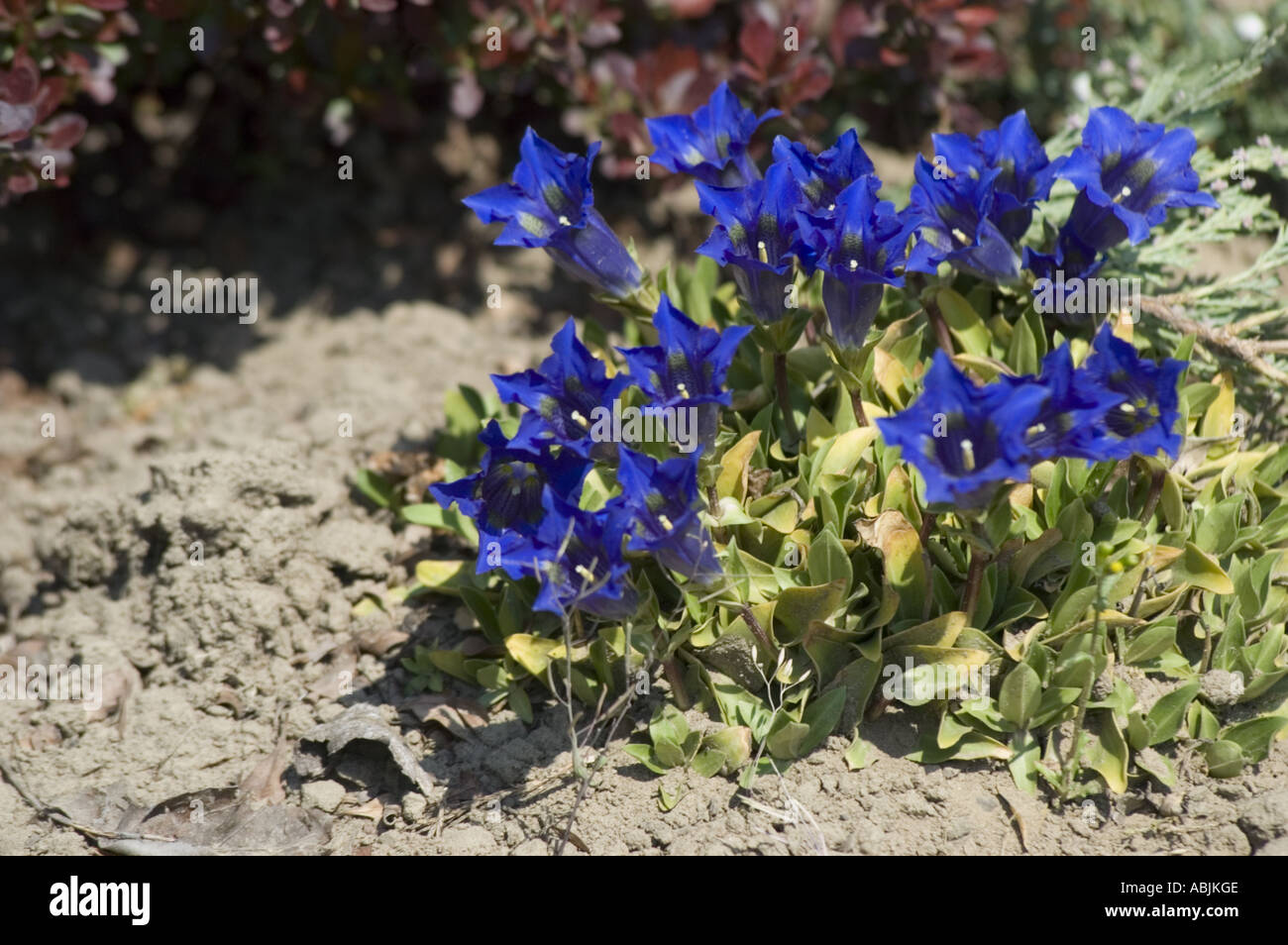 Violet flowers of Stemless gentian Gentianaceae Gentiana acaulis Stock ...