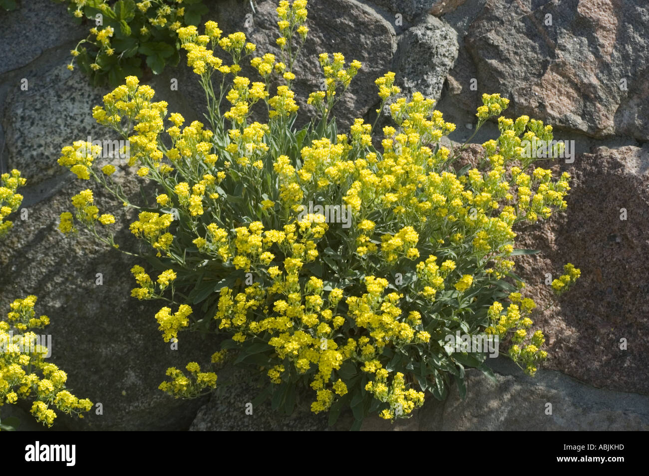 Yellow flowers of Basket of gold Brassicaceae Alyssum saxatile Stock ...