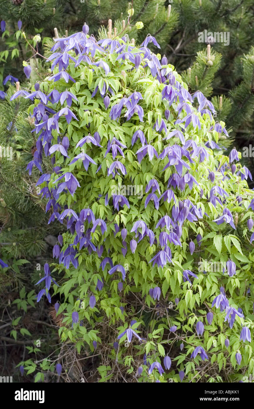Blue flowers of Alpine clematis growing on pine tree Clematis alpina ...