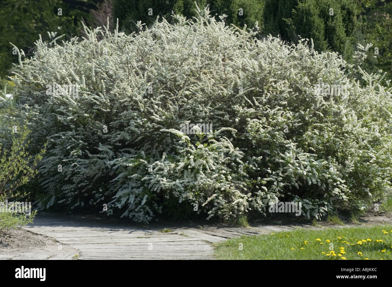 White bush spring flowers of May blooming plant Spiraea arguta Stock ...