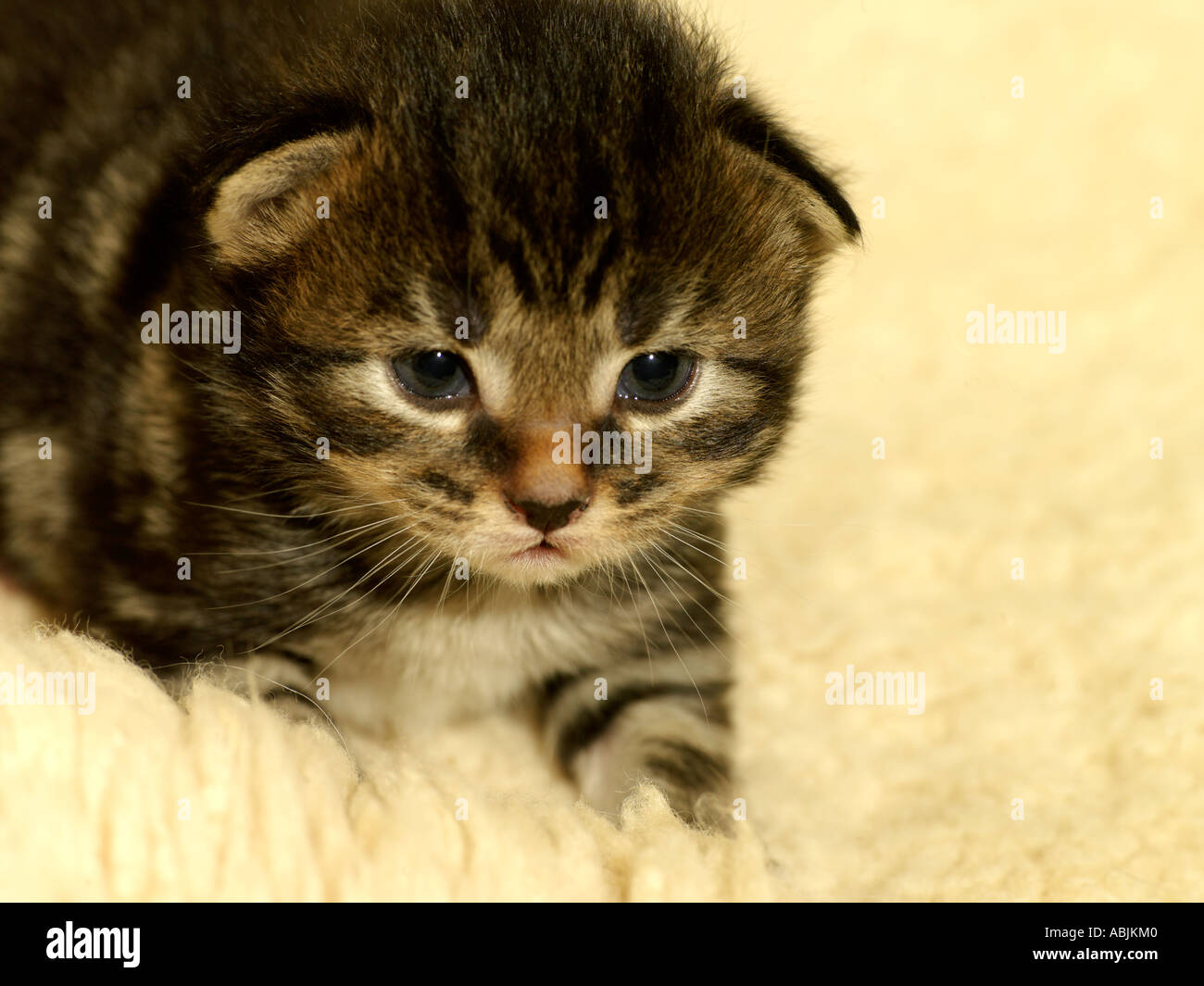 Week three weeks hi-res stock photography and images - Alamy