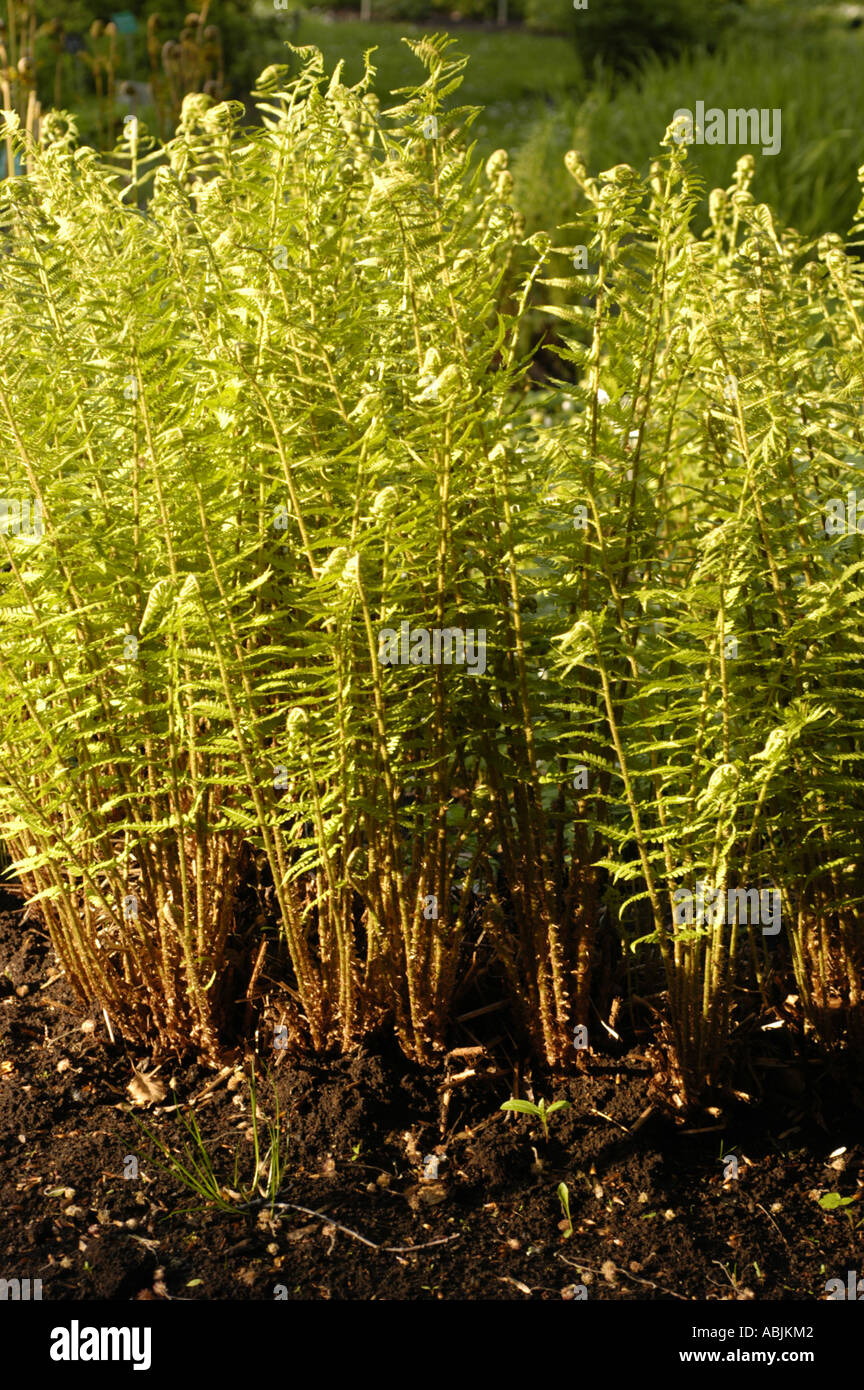 Young yellow leaves of CRESTED MALE FERN Polypodiaceae Dryopteris filix ...