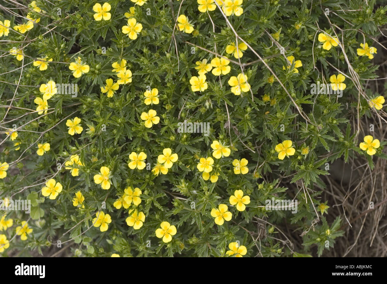 Tormentil hi-res stock photography and images - Alamy