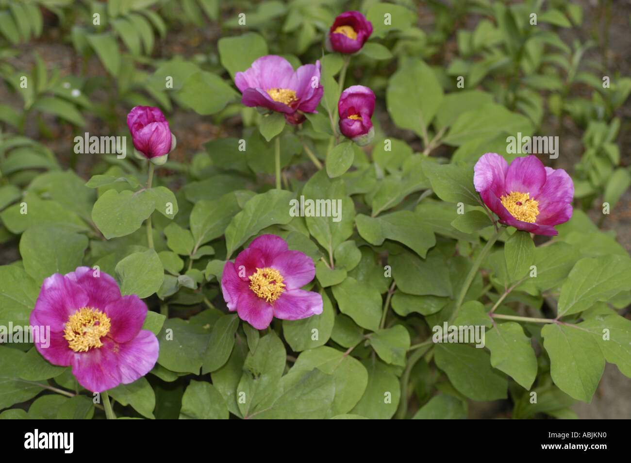 Paeonia Daurica Stock Photos & Paeonia Daurica Stock Images - Alamy