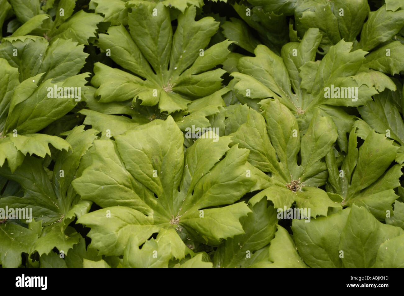 Berberidaceae Podophyllum hexandrum Himalaya Asia Stock Photo - Alamy