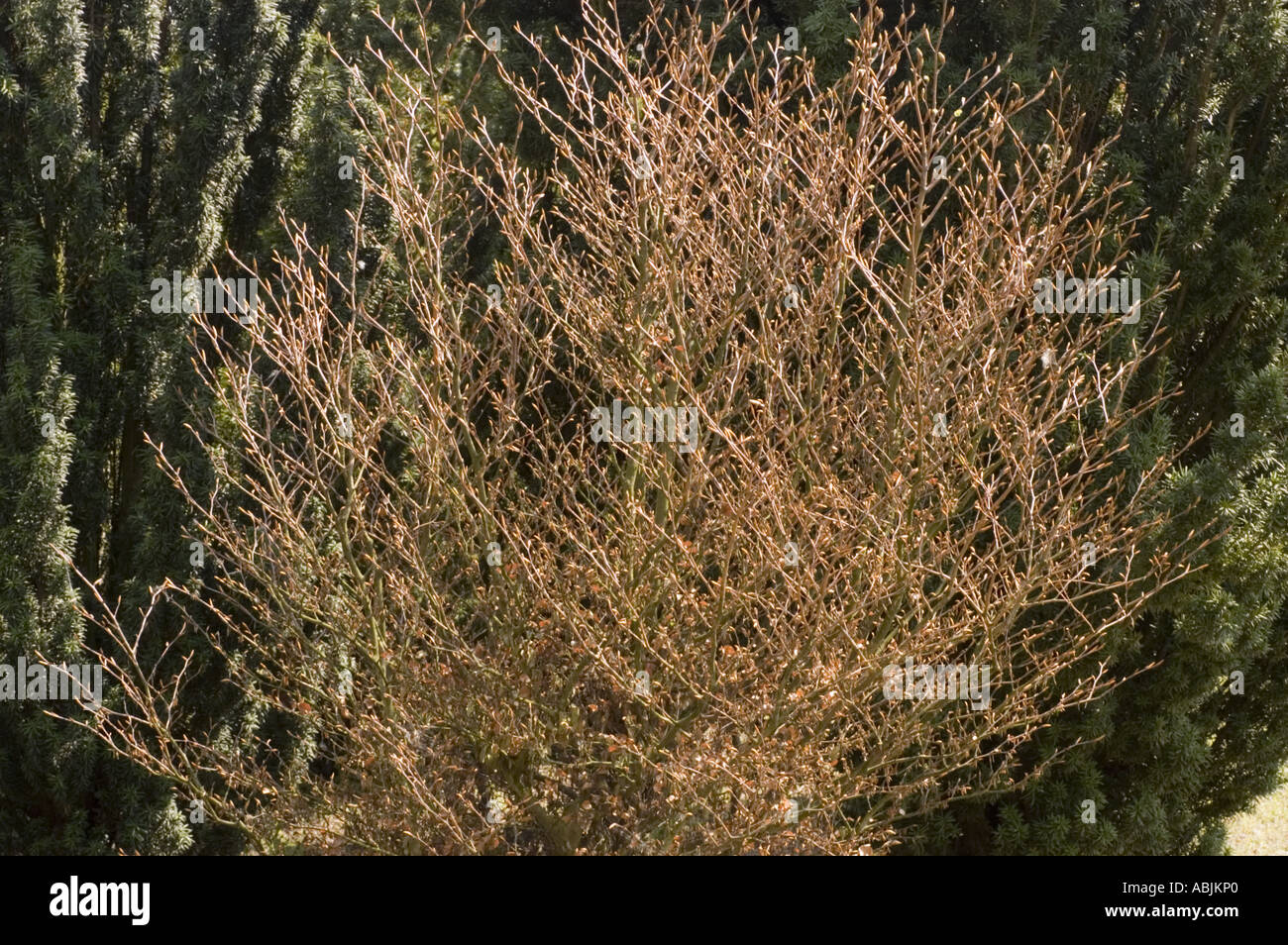 Fagaceae Fagus Sylvatica Stock Photo - Alamy