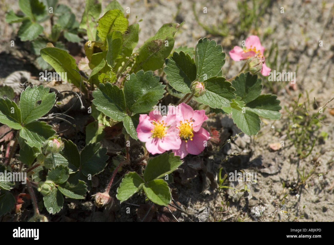 Pink flowers of strawberry Rosaceae Fragaria Red Beauty Stock Photo - Alamy